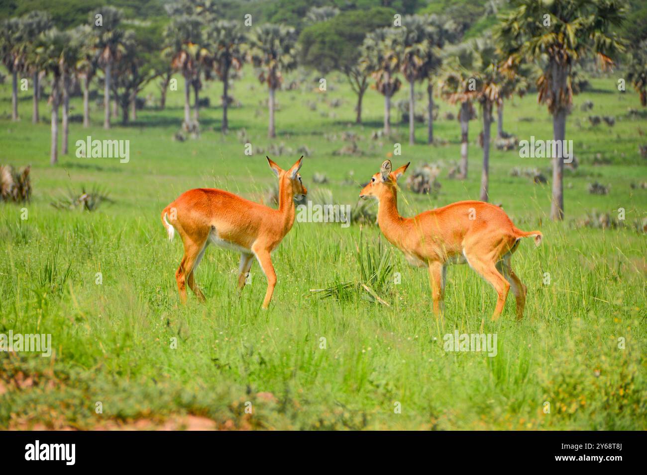 Murchison falls national park wildlife hi-res stock photography and ...