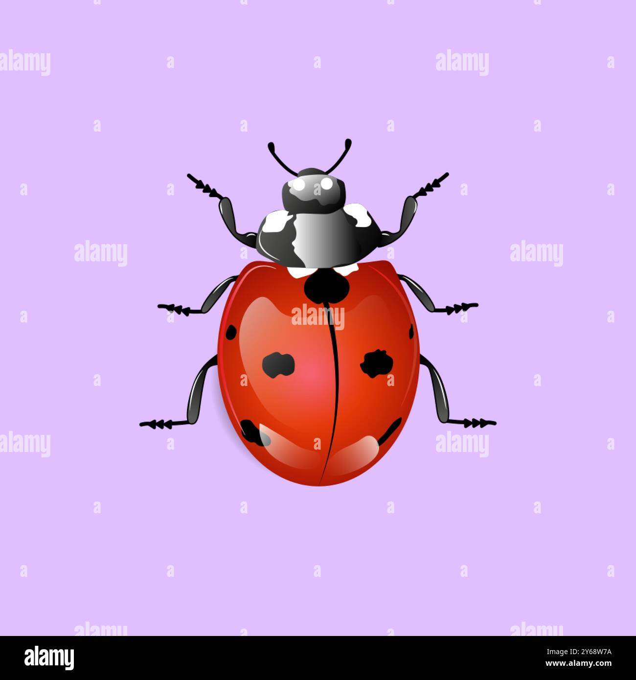 ladybugs background and anatomy Stock Vector Image & Art - Alamy