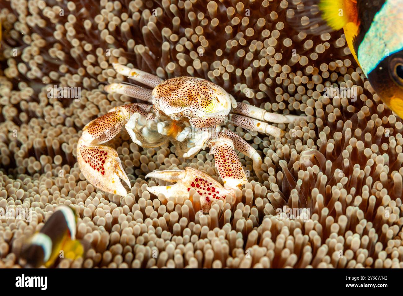 Indonesia, Raja Ampat, Porcelain Anemone Crab (Neopetrolisthes maculatus Stock Photo - Alamy
