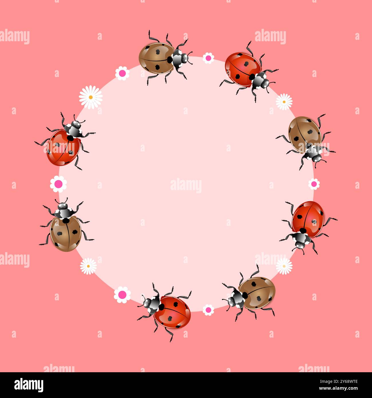 ladybugs background and anatomy Stock Vector Image & Art - Alamy