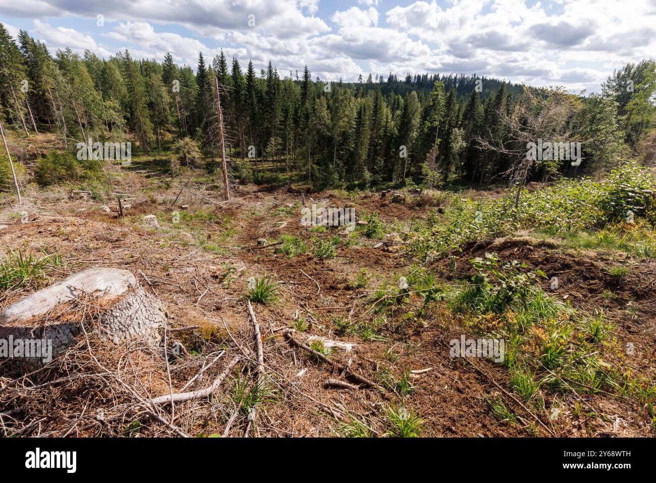 Clear felling area cleaned of logging debris and ready for planting new ...