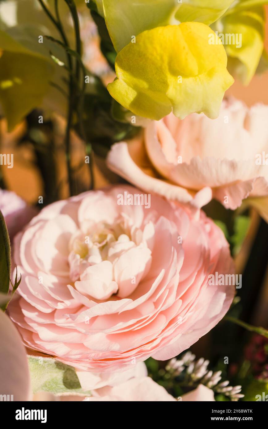 Spring flowers in close-up Stock Photo - Alamy