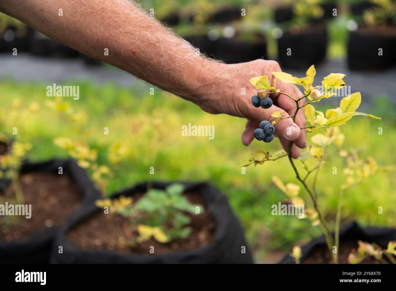Young Blueberry Seedlings Ready for Future Production of Fresh Juices ...