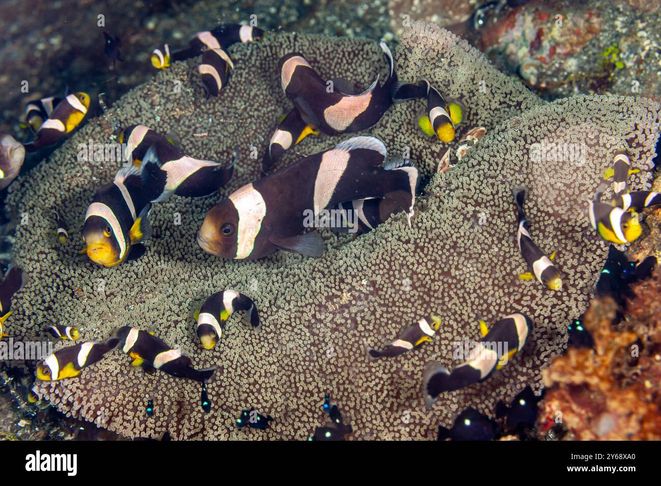 Indonesia, Raja Ampat, Saddleback Clownfish (Amphiprion polymnus ...
