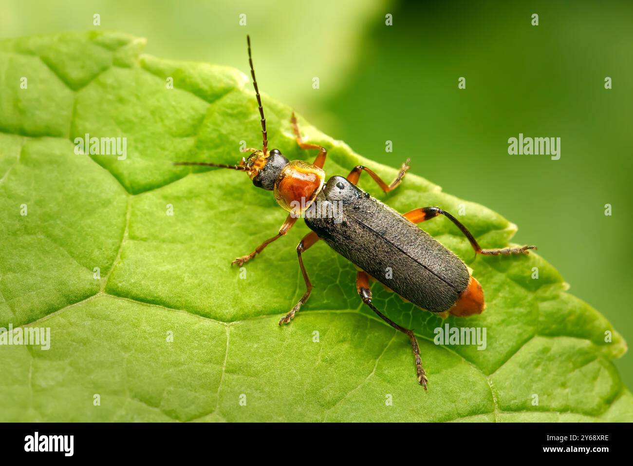 Cantharis nigricans dorsal on a green leaf, specimen without dark spot ...