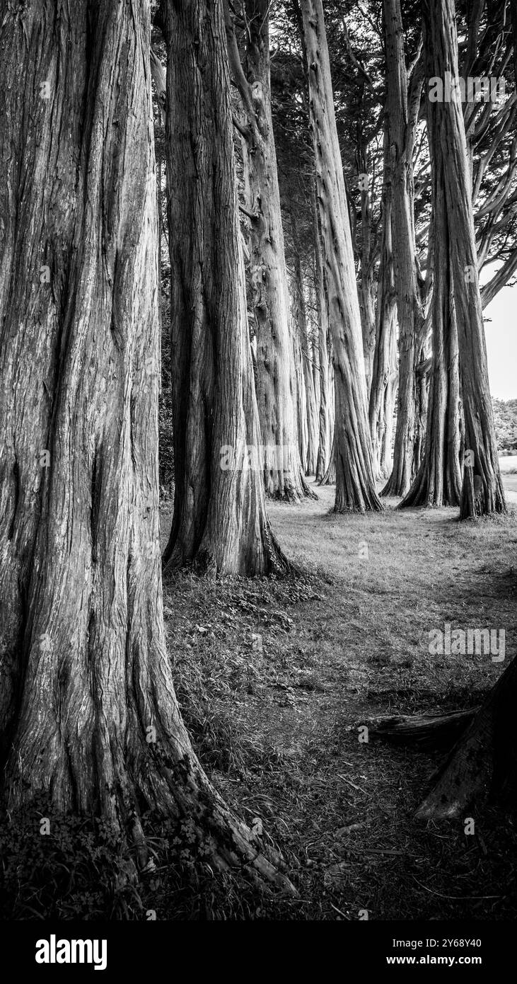 Monterey Cypress trees taken at Plas Newydd in North Wales Stock Photo ...