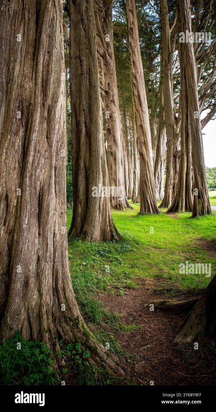 Monterey Cypress trees taken at Plas Newydd in North Wales Stock Photo ...