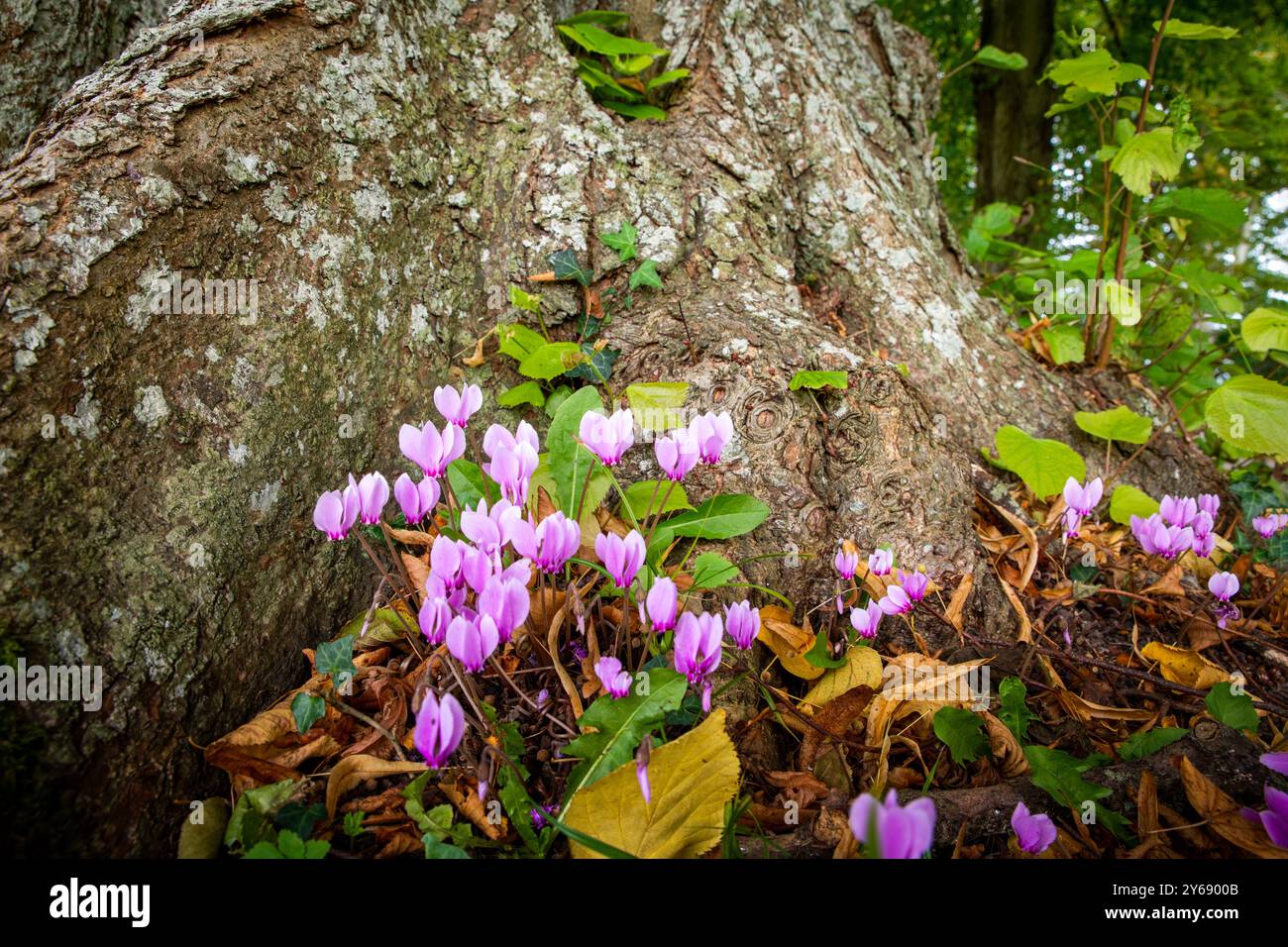 Autumn crocus at the foot of a tree Stock Photo - Alamy