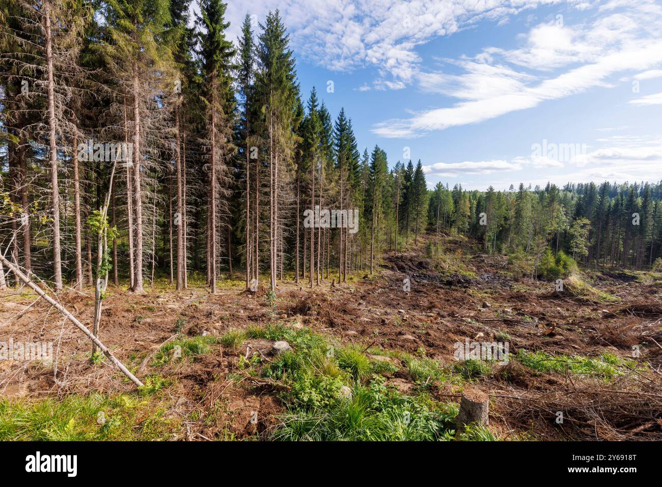 Finnish spruce forest ( fir trees ) clear cutting area edge after ...
