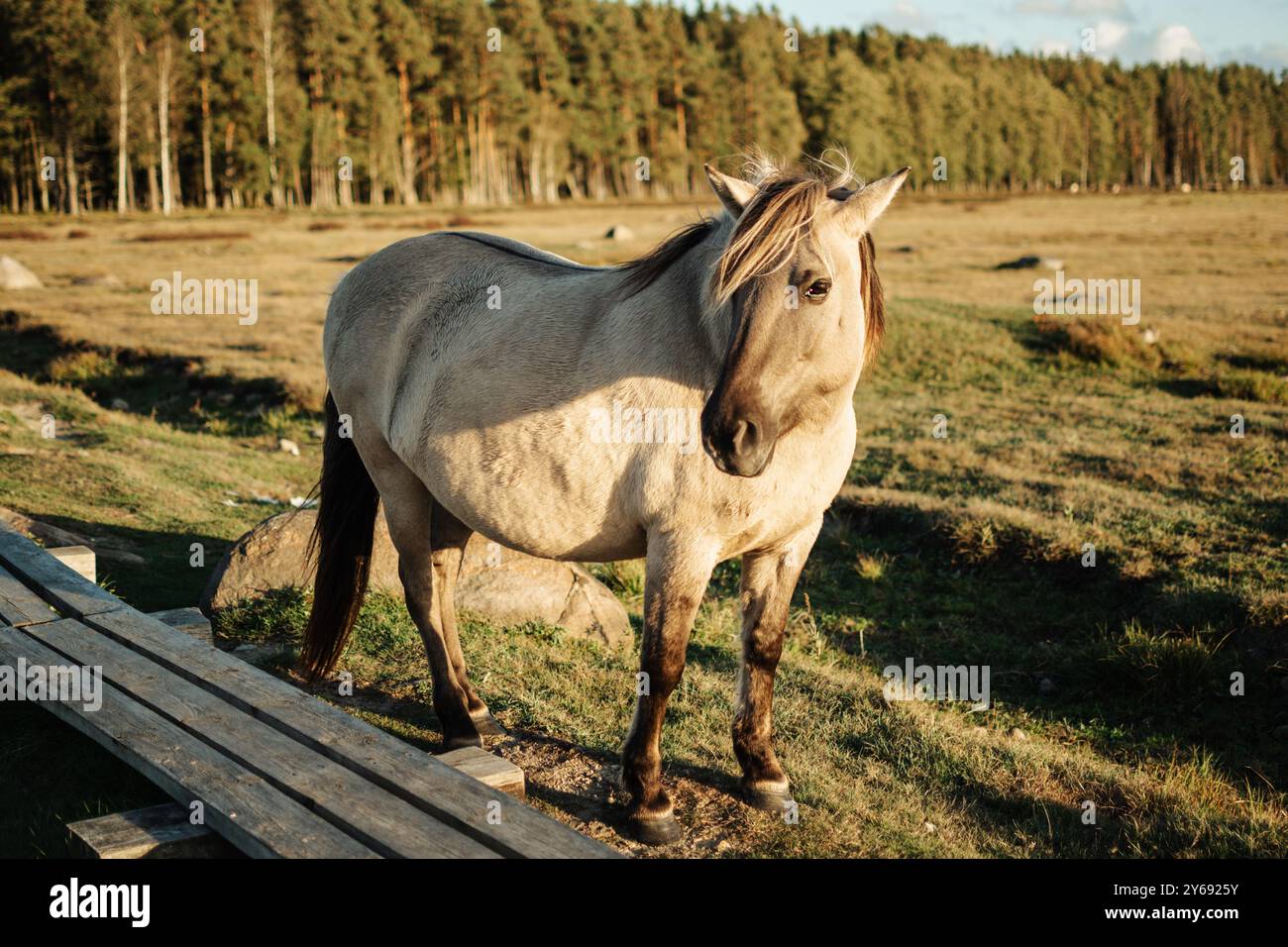 Semi-wild konik polski horse at Engure Lake Nature Park, Latvia in ...