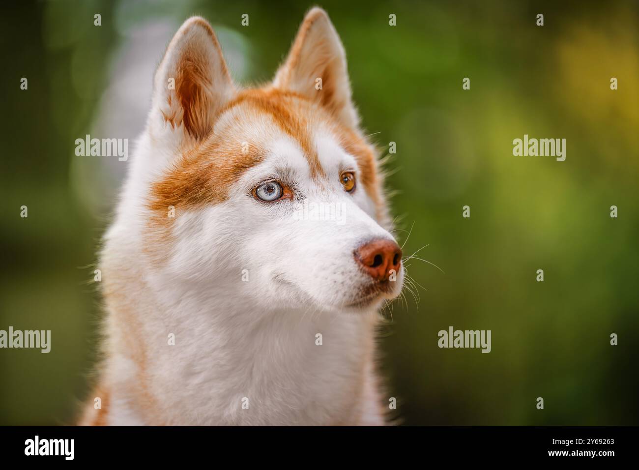 Red and white Siberian Husky on the nature background Stock Photo - Alamy