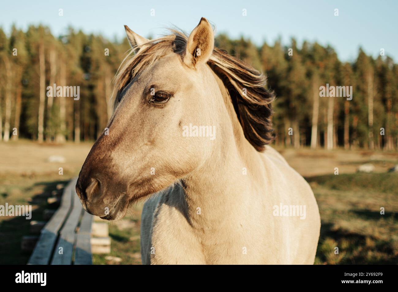 Semi-wild konik polski horse at Engure Lake Nature Park, Latvia in ...