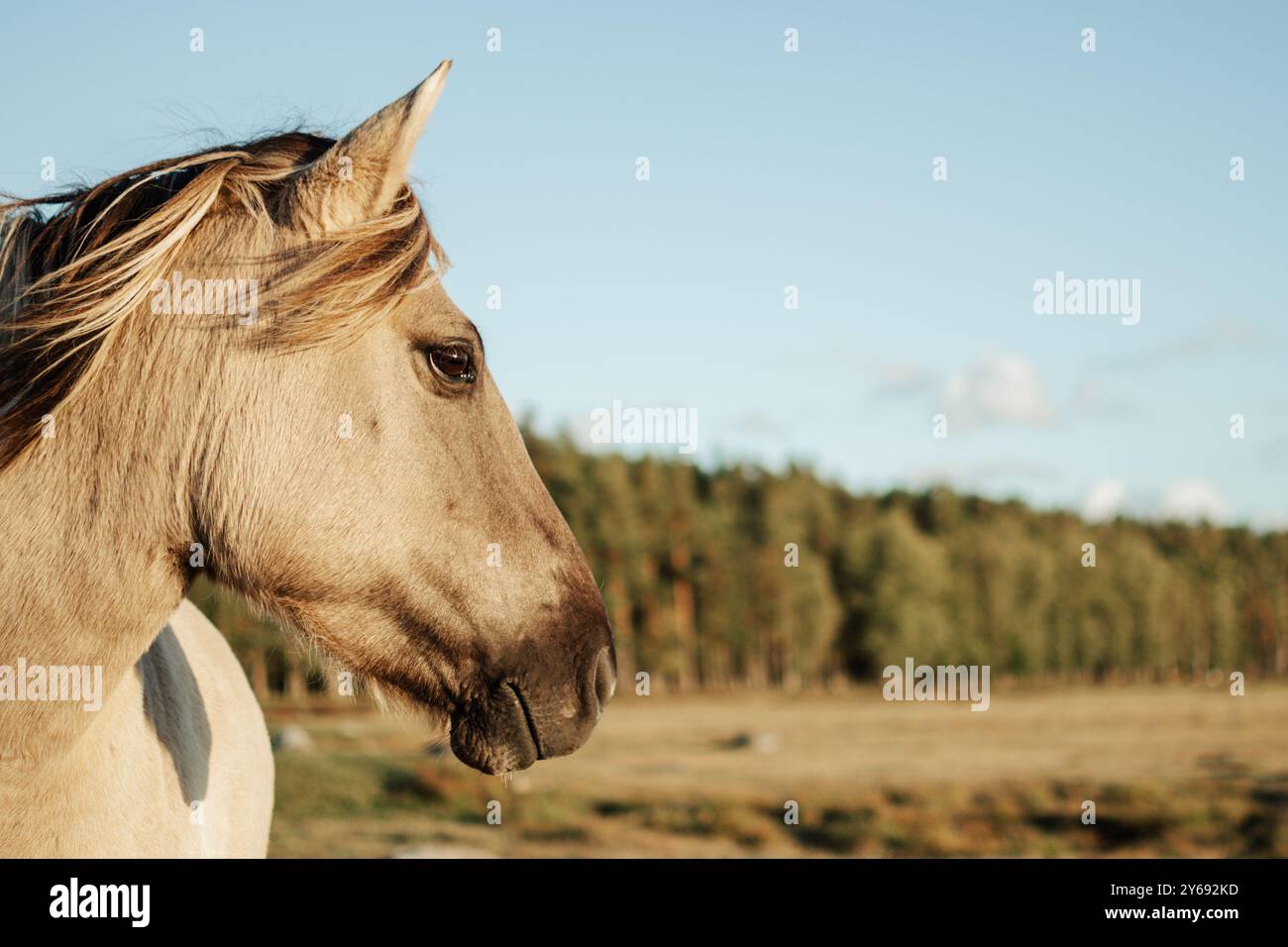 Semi-wild konik polski horse at Engure Lake Nature Park, Latvia in ...