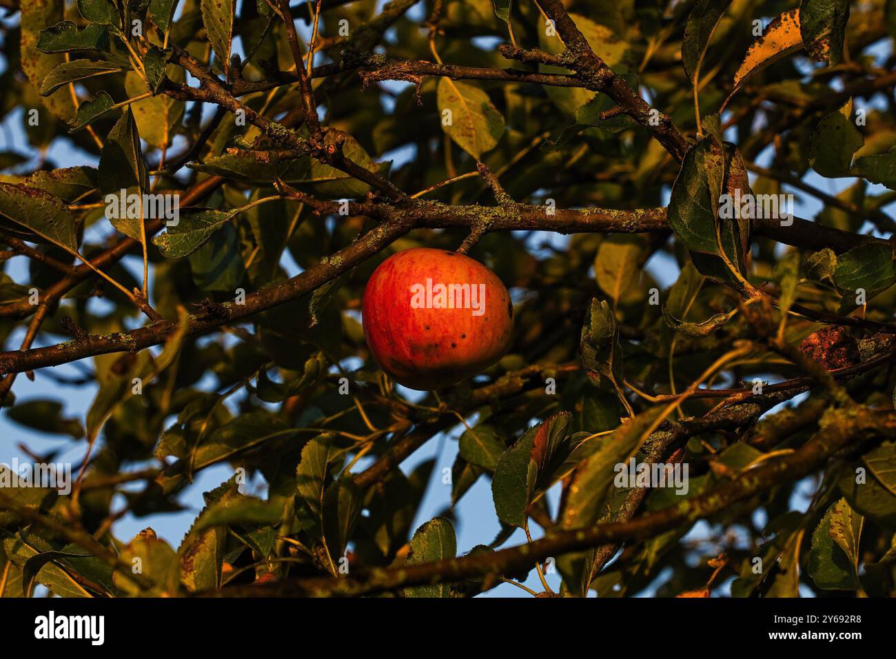 A ripe red apple hanging on a tree branch surrounded by green leaves in ...