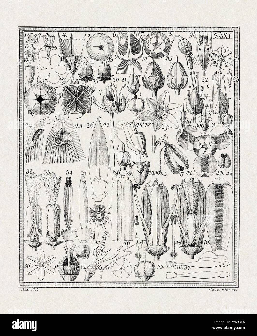Botanical illustration of flowers from a German book published in 1793 ...