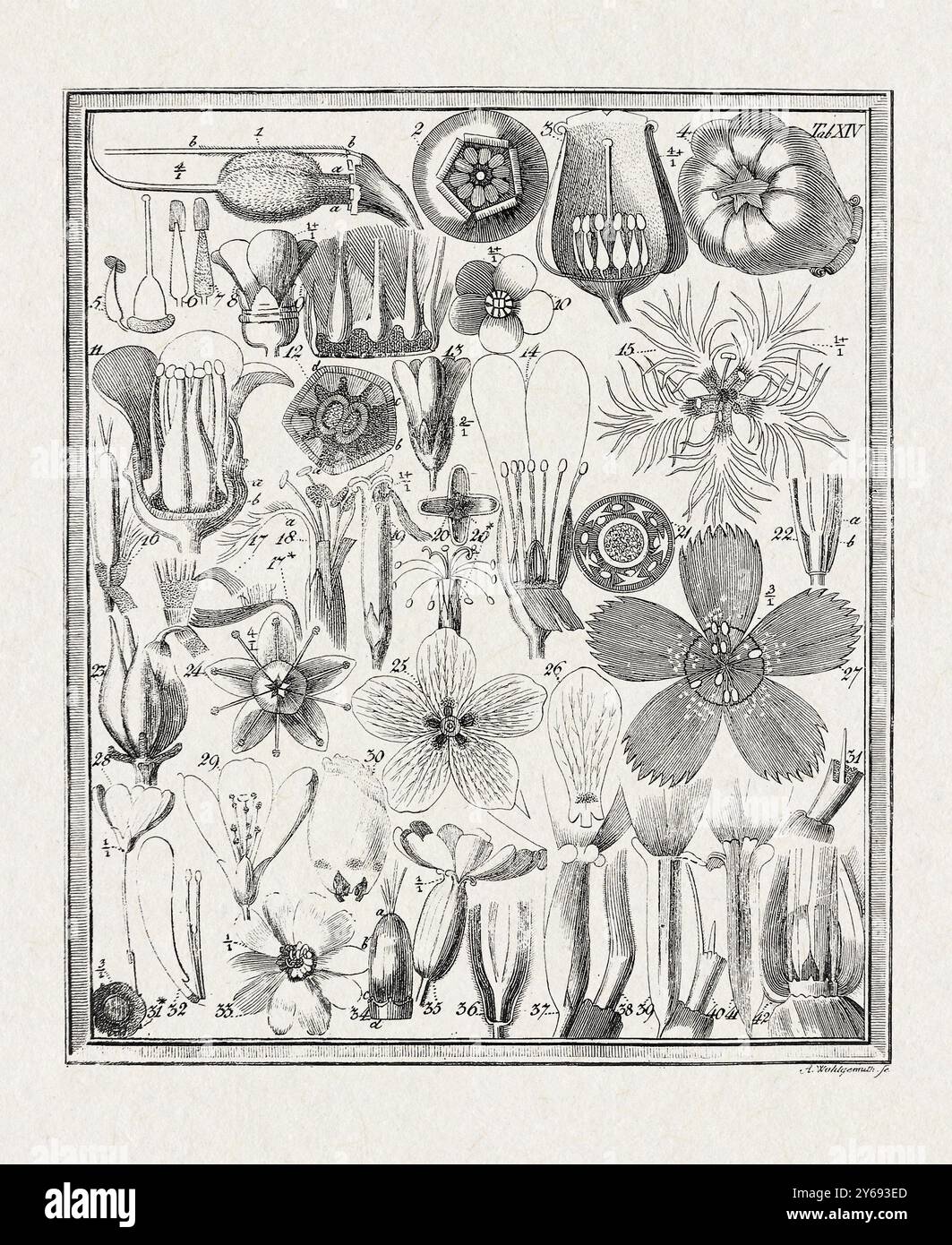 Botanical illustration of flowers from a German book published in 1793 ...