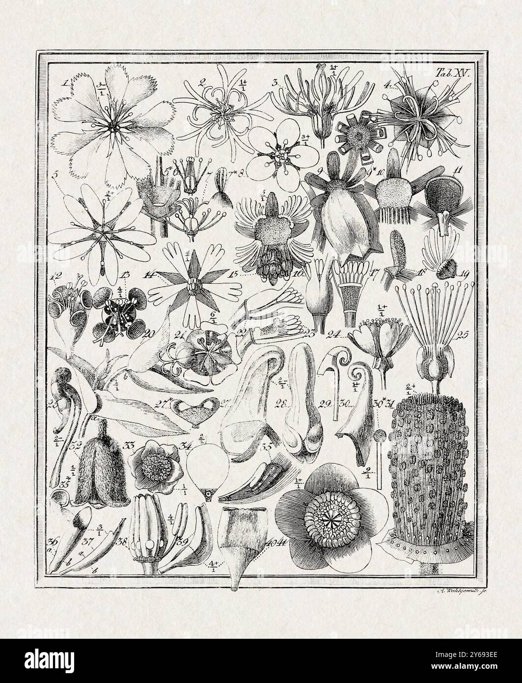 Botanical illustration of flowers from a German book published in 1793 ...