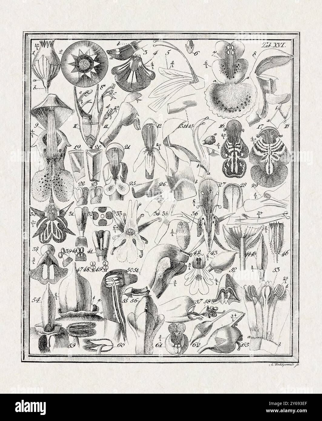 Botanical illustration of flowers from a German book published in 1793 ...