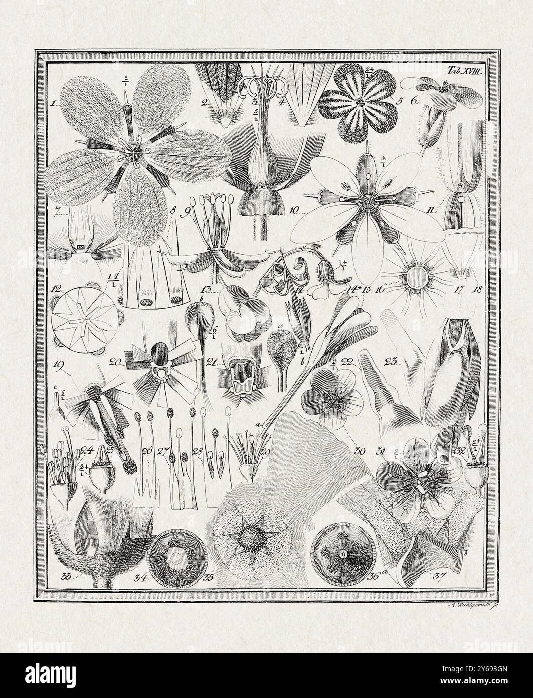 Botanical illustration of flowers from a German book published in 1793 ...