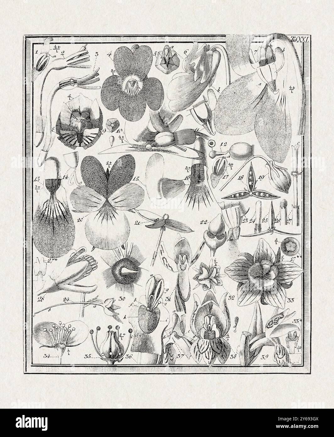 Botanical illustration of flowers from a German book published in 1793 ...