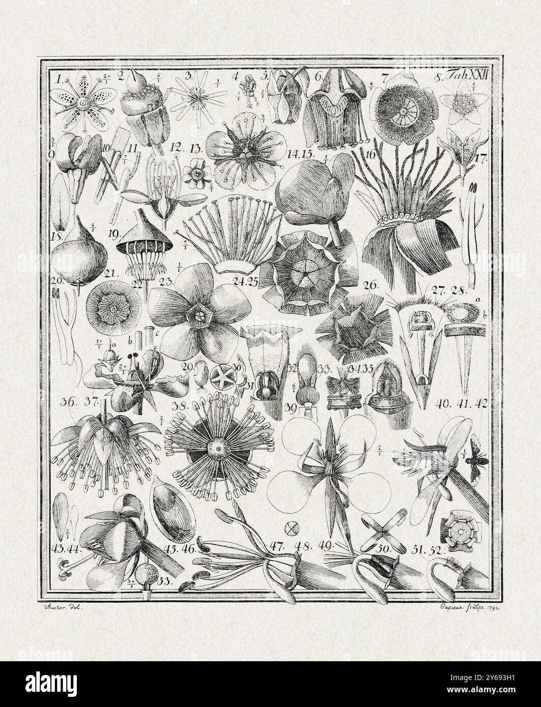 Botanical illustration of flowers from a German book published in 1793 ...