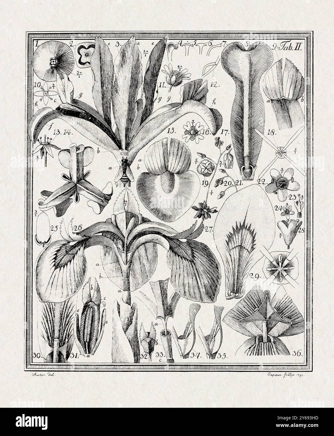 Botanical illustration of flowers from a German book published in 1793 ...