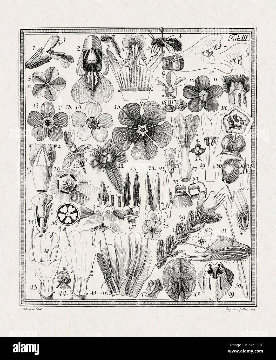 Botanical illustration of flowers from a German book published in 1793 ...