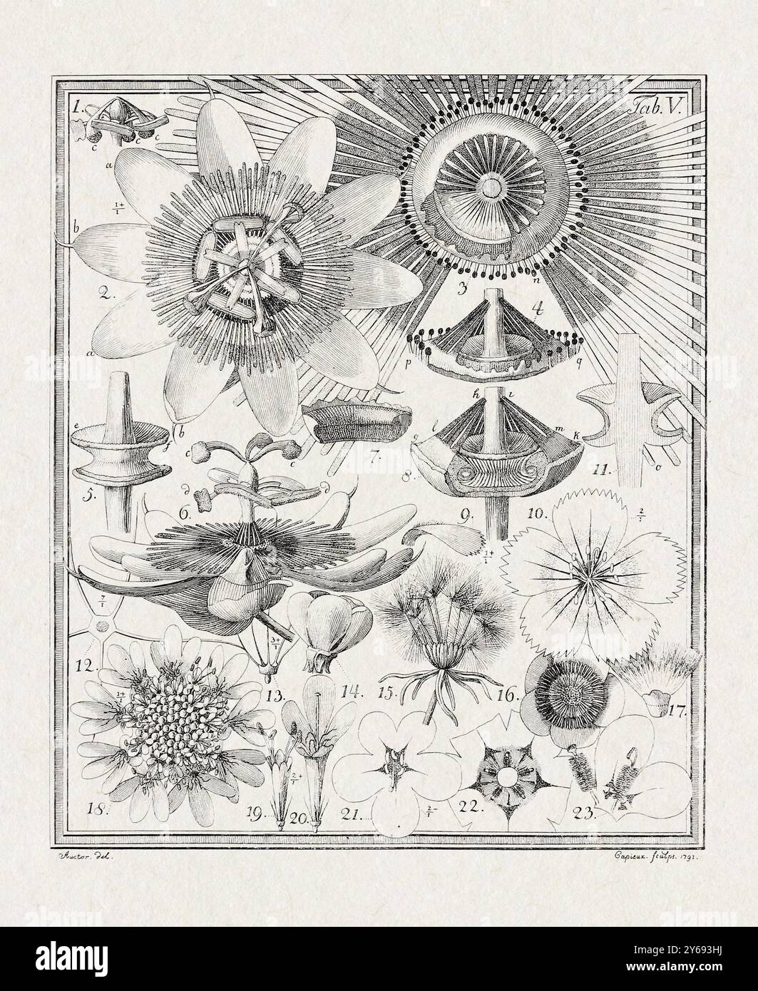 Botanical illustration of flowers from a German book published in 1793 ...