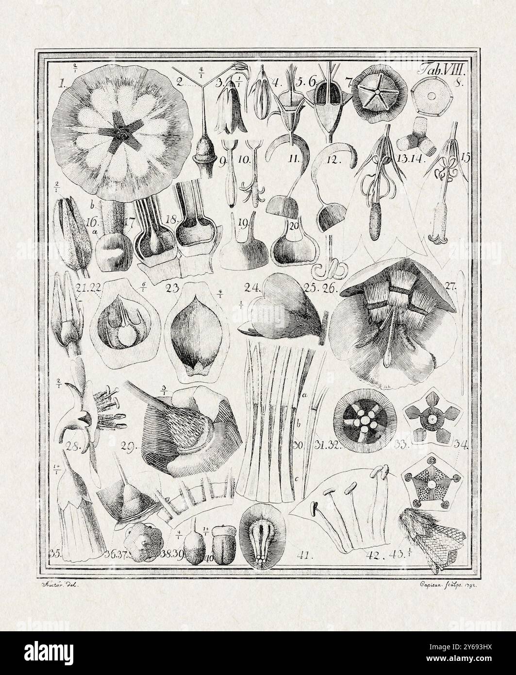 Botanical illustration of flowers from a German book published in 1793 ...