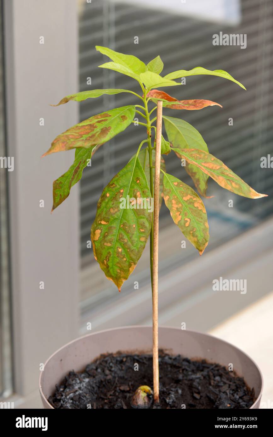 Sick avocado plant hi-res stock photography and images - Alamy