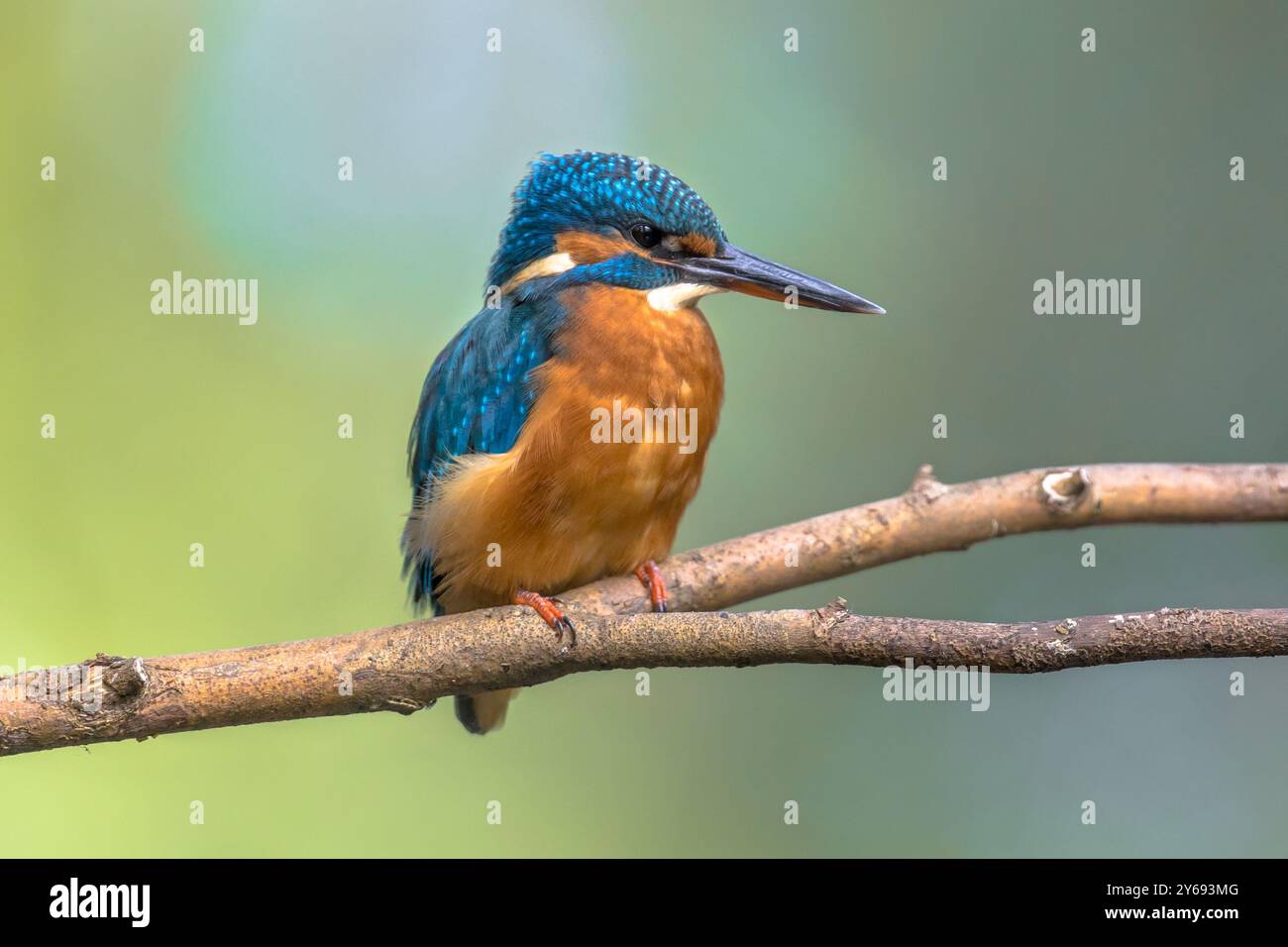 Common European Kingfisher (Alcedo atthis) perched on a stick above the ...