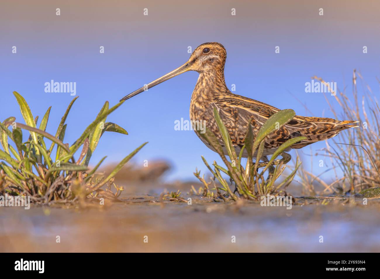 Common snipe (Gallinago gallinago) is a small, stocky wader bird native ...