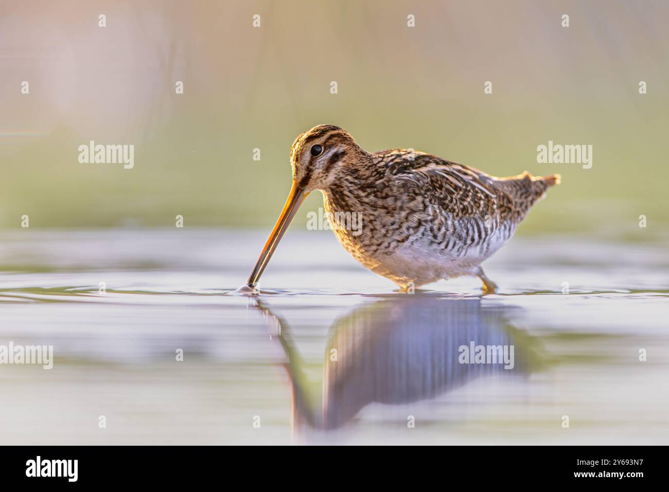 Common snipe (Gallinago gallinago) is a small, stocky wader bird native ...