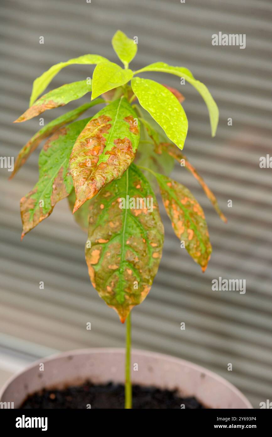 Sick Avocado Persea americana plant with leaves turning brown Stock ...
