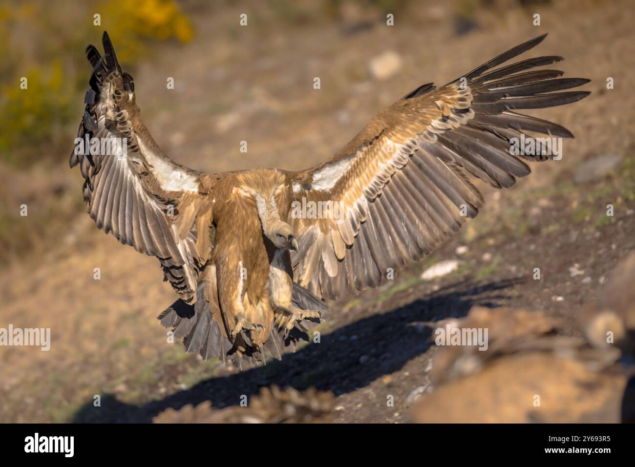 Griffon vulture (Gyps fulvus) flying and preparing for landing in ...