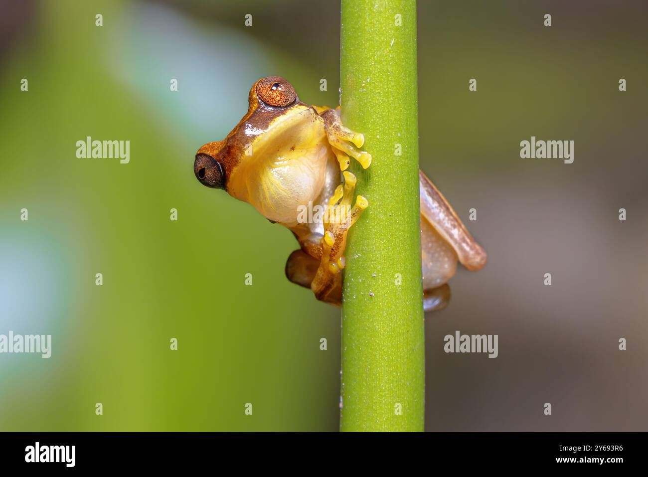 Hourglass treefrog (Dendropsophus ebraccatus) calling from vegetation ...