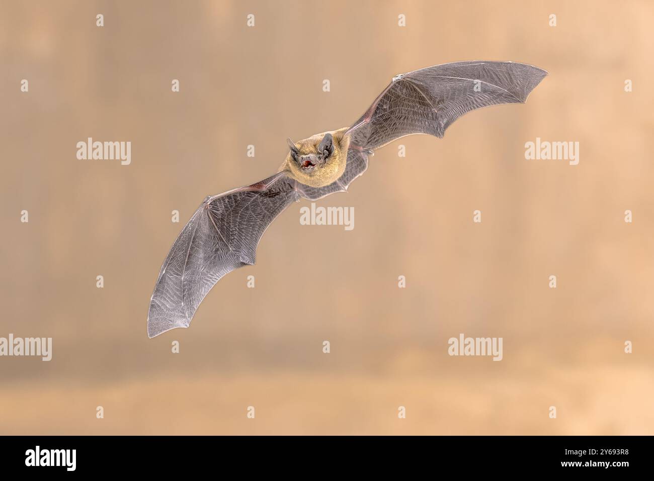 Flying Common Pipistrelle Bat (Pipistrellus pipistrellus) is a small ...