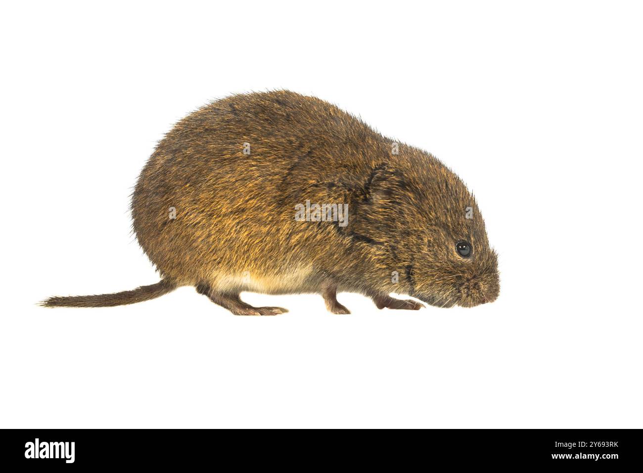 Side view Field vole or short-tailed vole (Microtus agrestis). Small ...