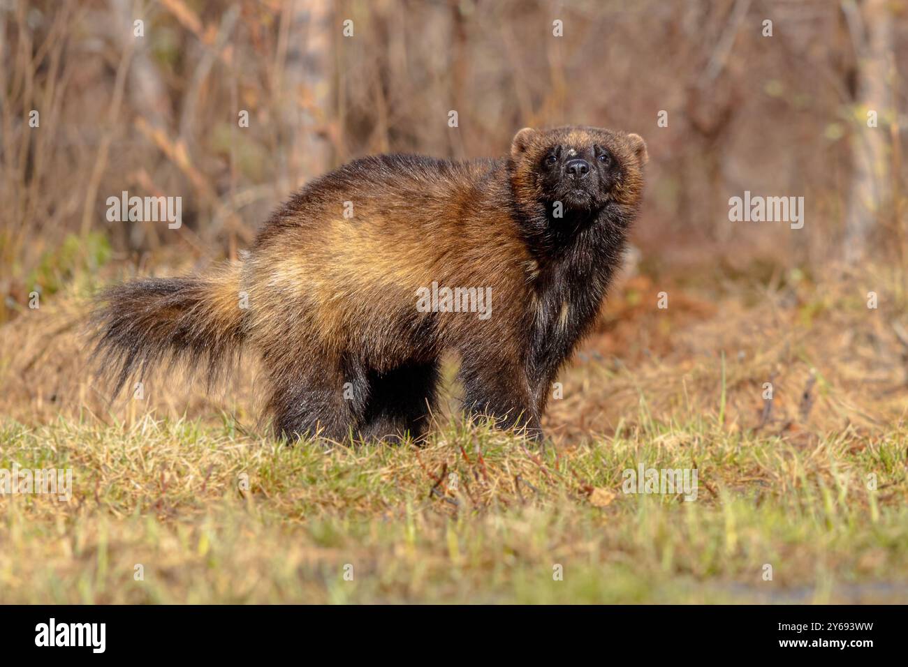 Wolverine (Gulo gulo) also referred to as the glutton, carcajou, or ...