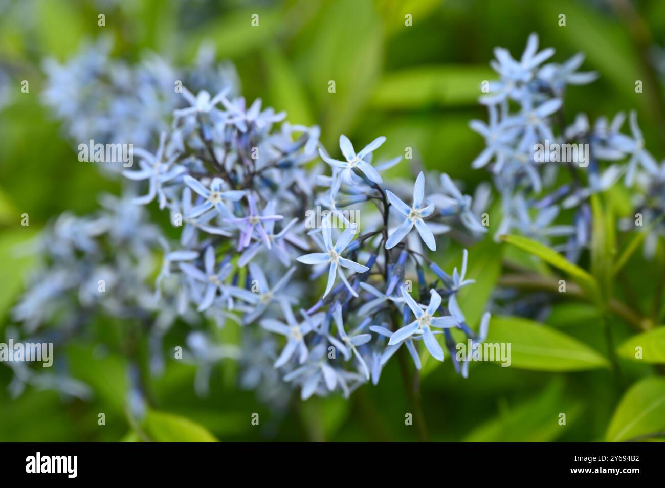 Metallic blue spring flowers of eastern bluestar Stock Photo - Alamy