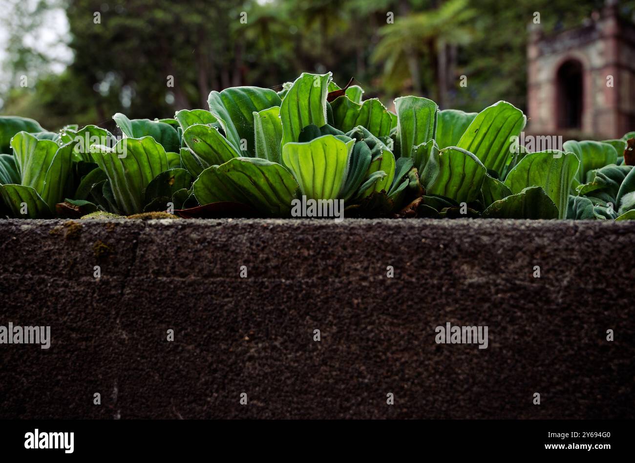 Lush water lettuce plants thrive along a stone ledge, creating a ...