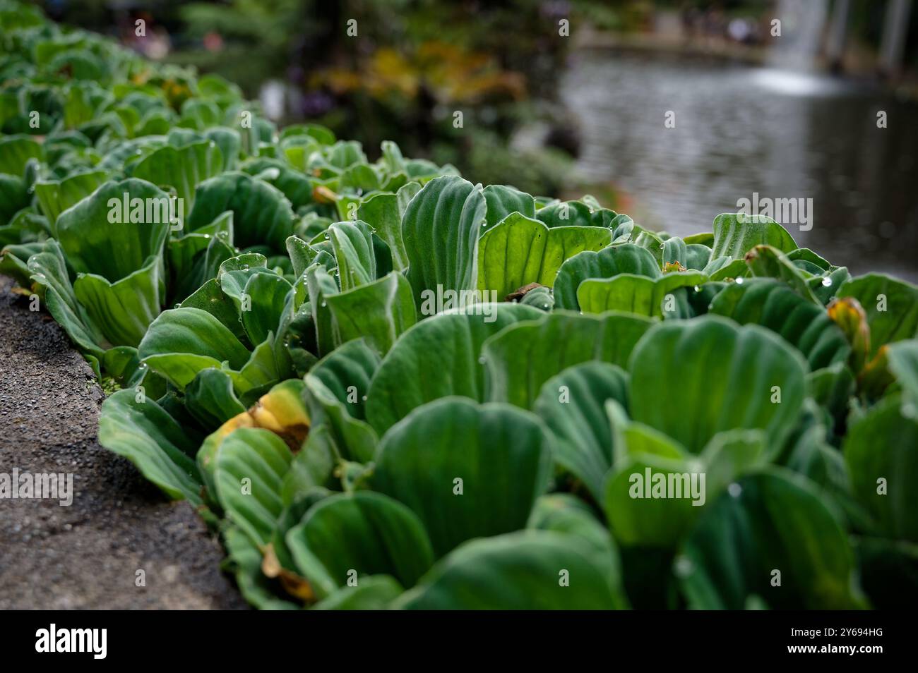 Vibrant water lettuce plants flourishing along a stone ledge ...