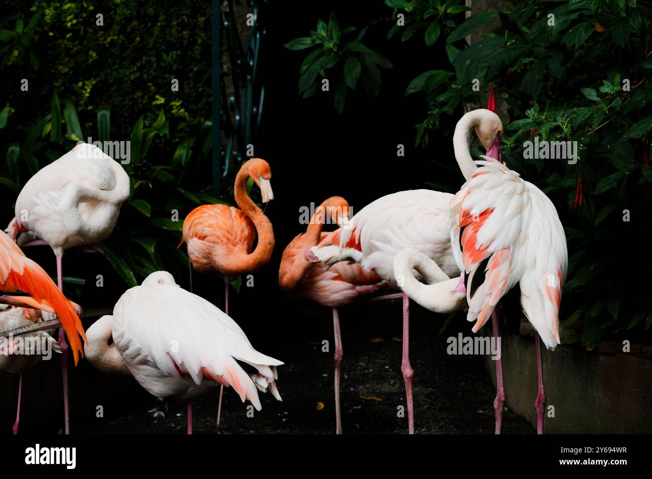 Flock flamingo birds in madeira hi-res stock photography and images - Alamy