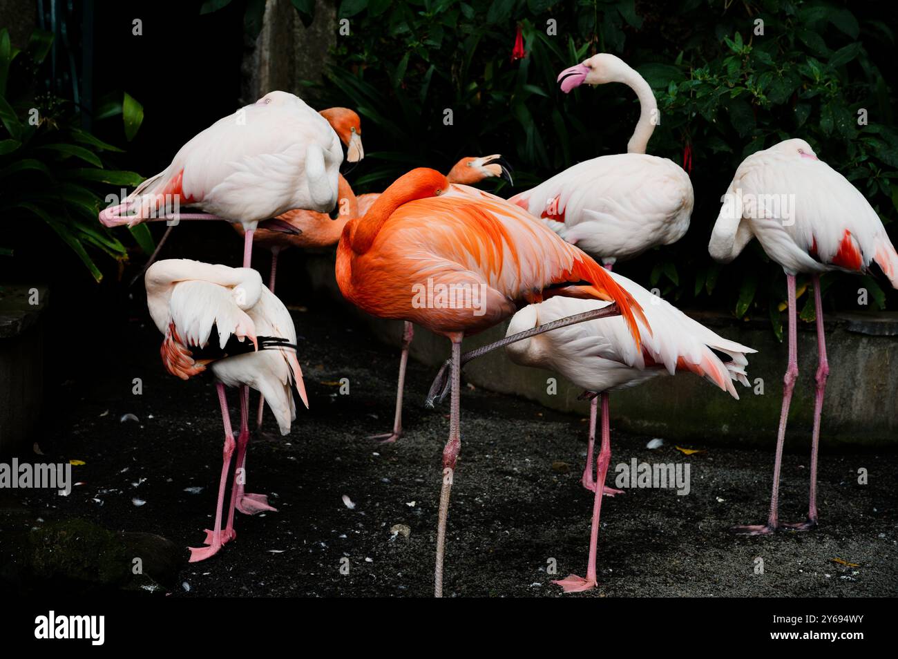 Flock flamingo birds in madeira hi-res stock photography and images - Alamy