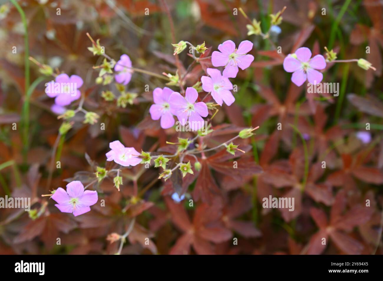 Red foliage and delicate pink spring flowers of spotted cranesbill ...