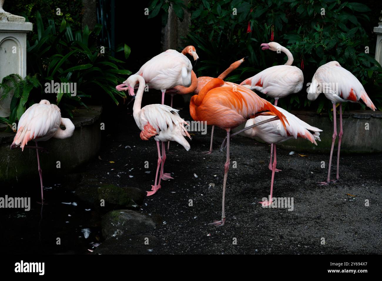Flock flamingo birds in madeira hi-res stock photography and images - Alamy