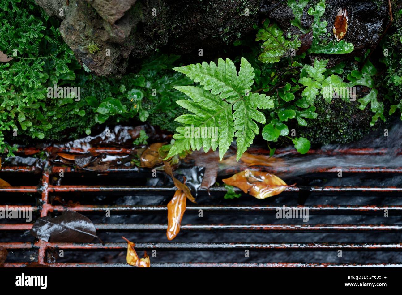 Lush green fern growing near a water drain, resilience of nature Stock ...