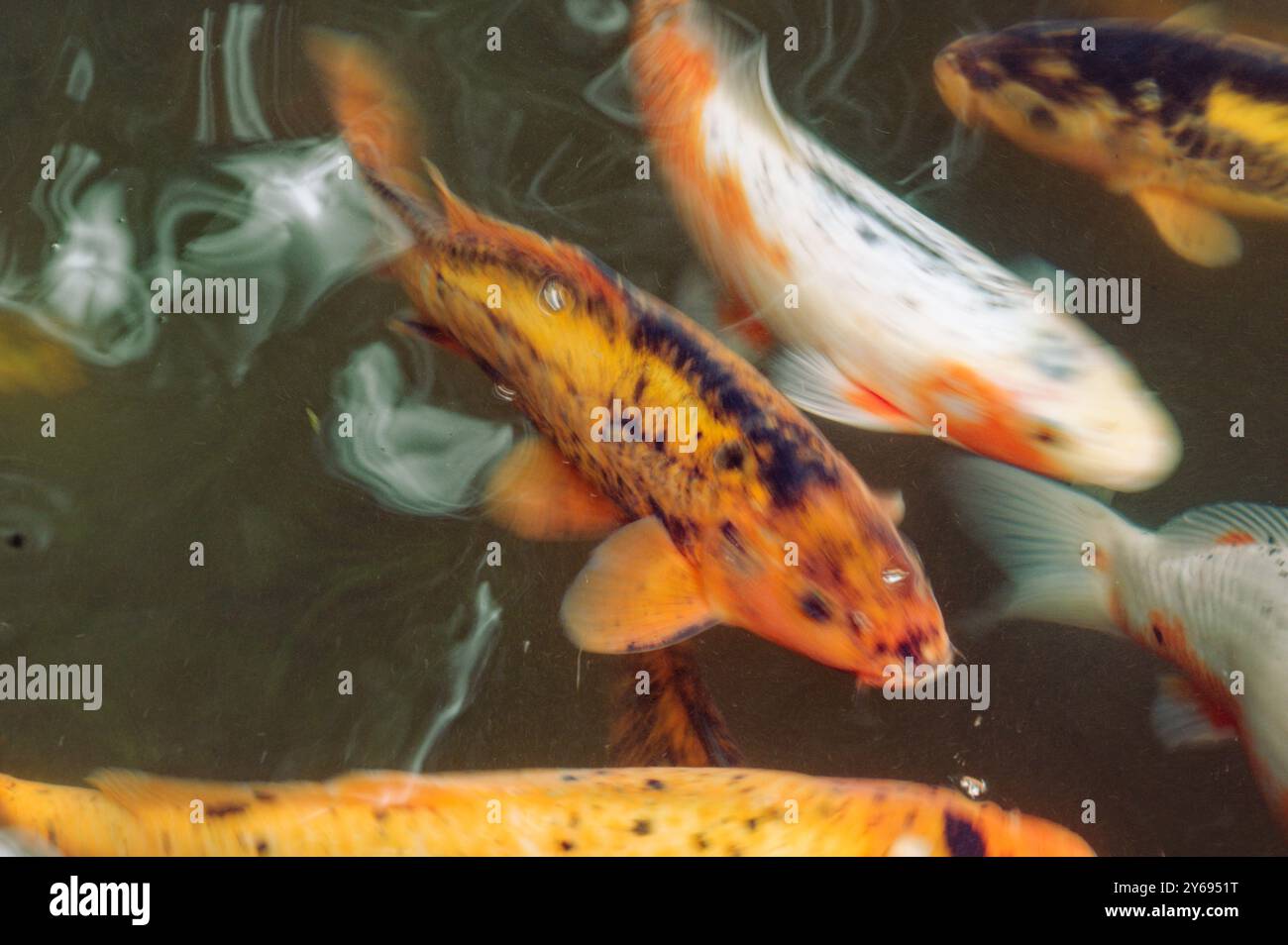 Koi fish swimming gracefully in hi-res stock photography and images - Alamy