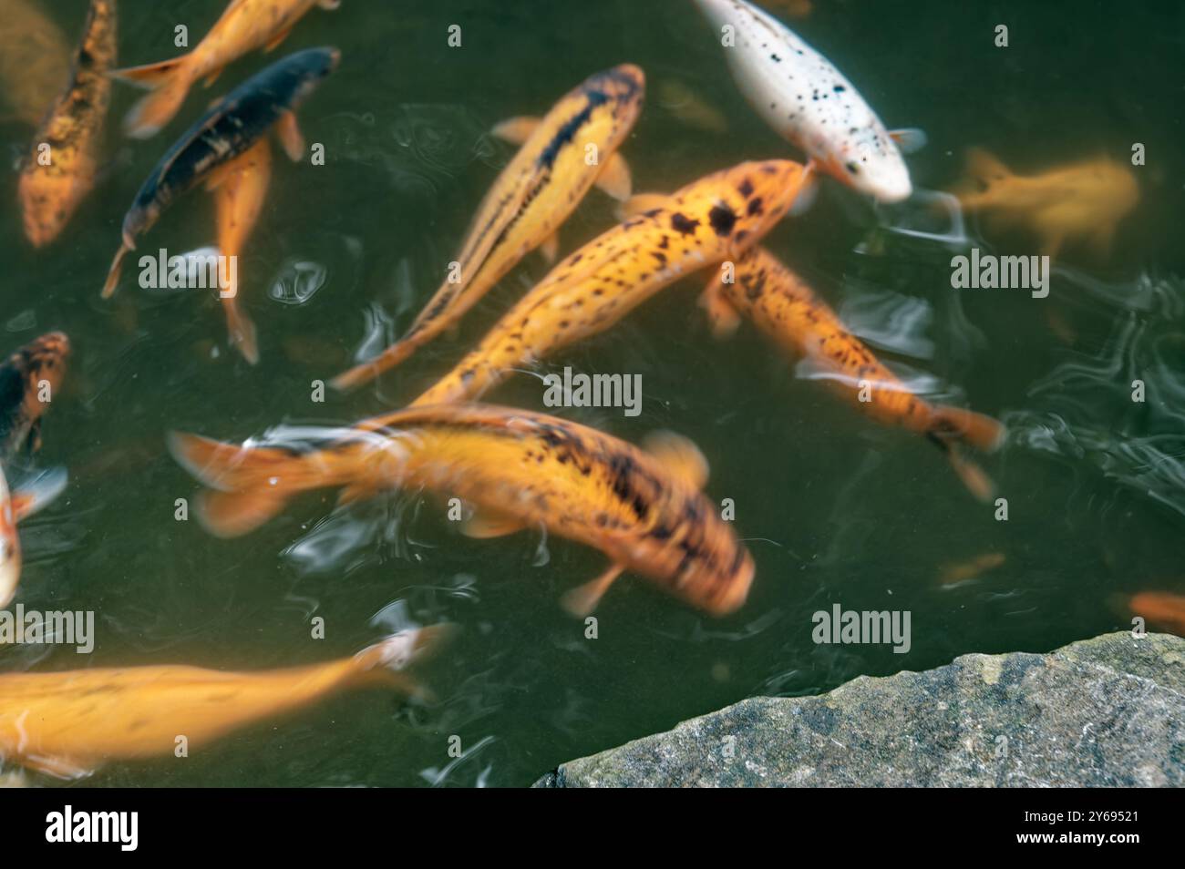 Koi fish in motion swimming gracefully in a shallow pond Stock Photo ...