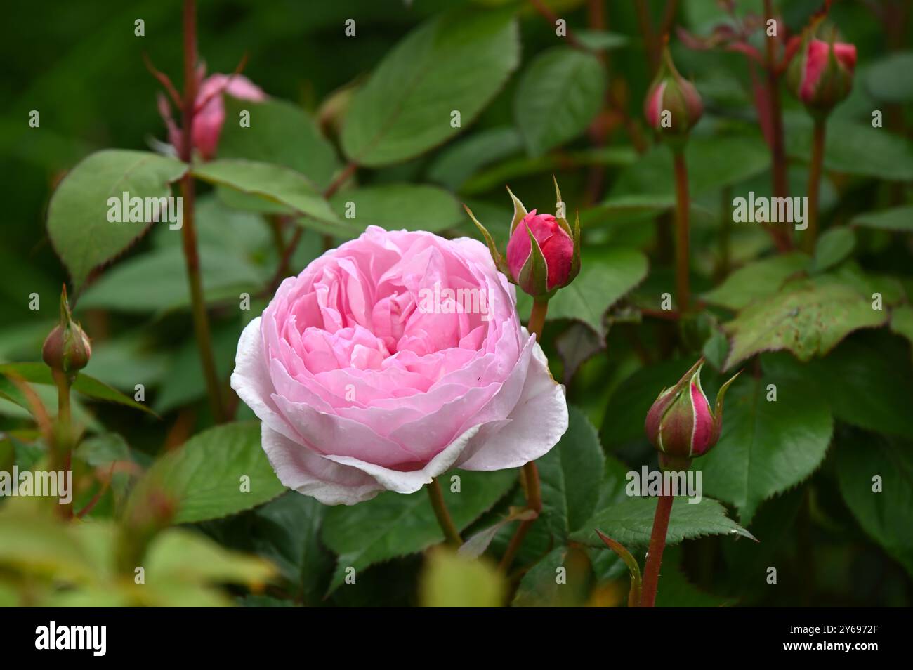 Pink sprig flowers and buds of English shrub rose Olivia Rose Austin in ...